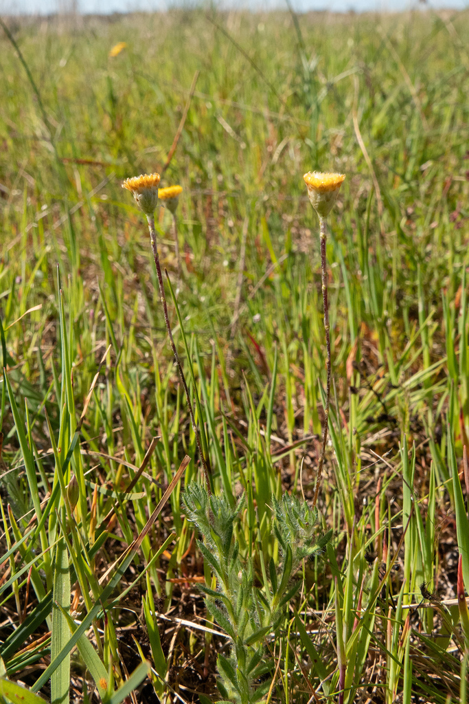 Scaly-buttons from Campbelltown VIC 3364, Australia on October 10, 2023 ...