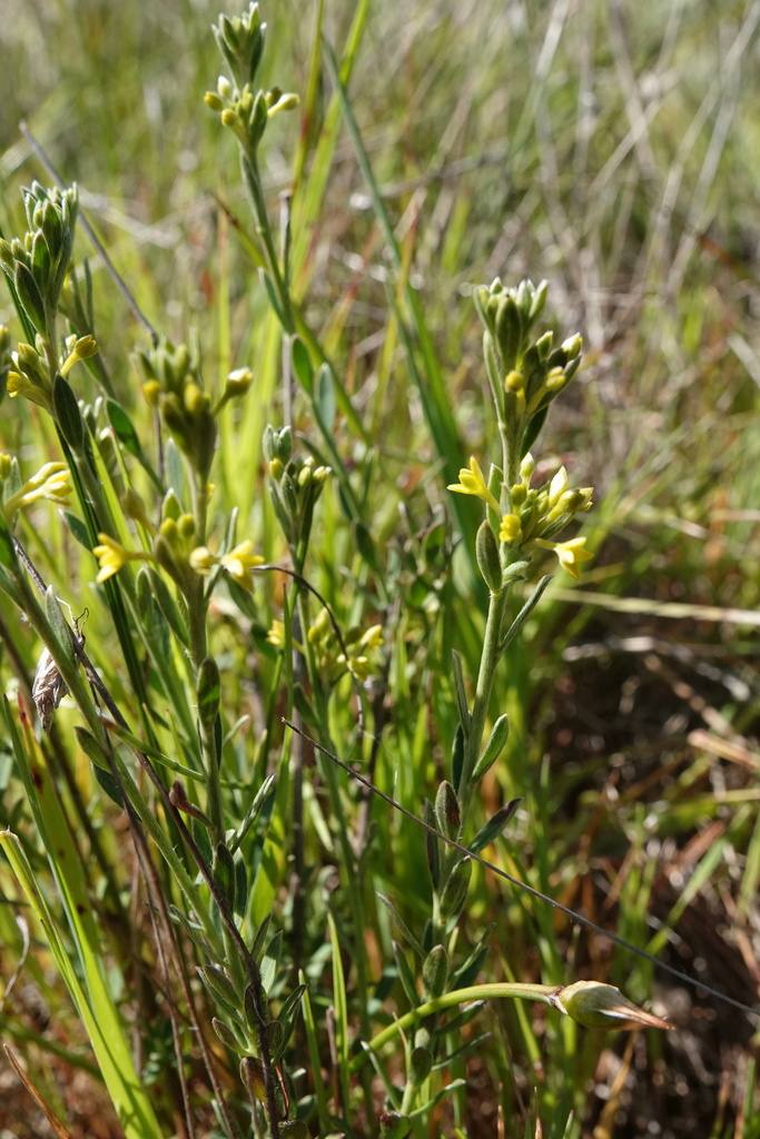 curved rice-flower from Campbelltown VIC 3364, Australia on October 10 ...