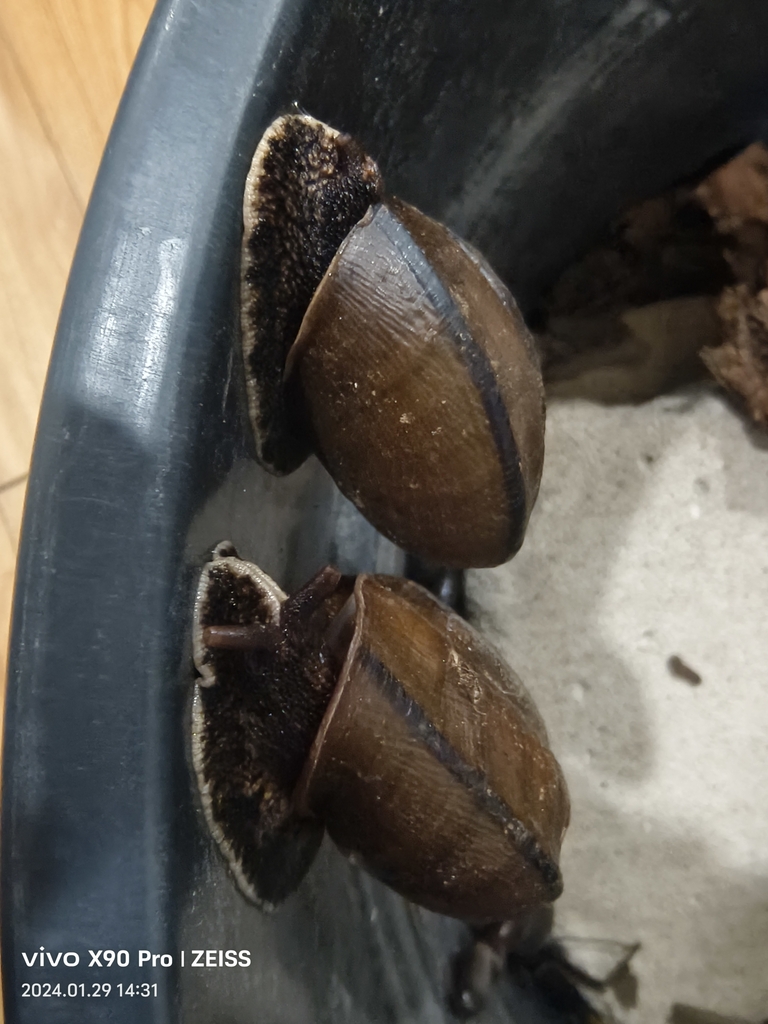 Camaena jinpingensis from 金平苗族瑶族傣族自治县 on January 29, 2024 at 02:31 PM ...