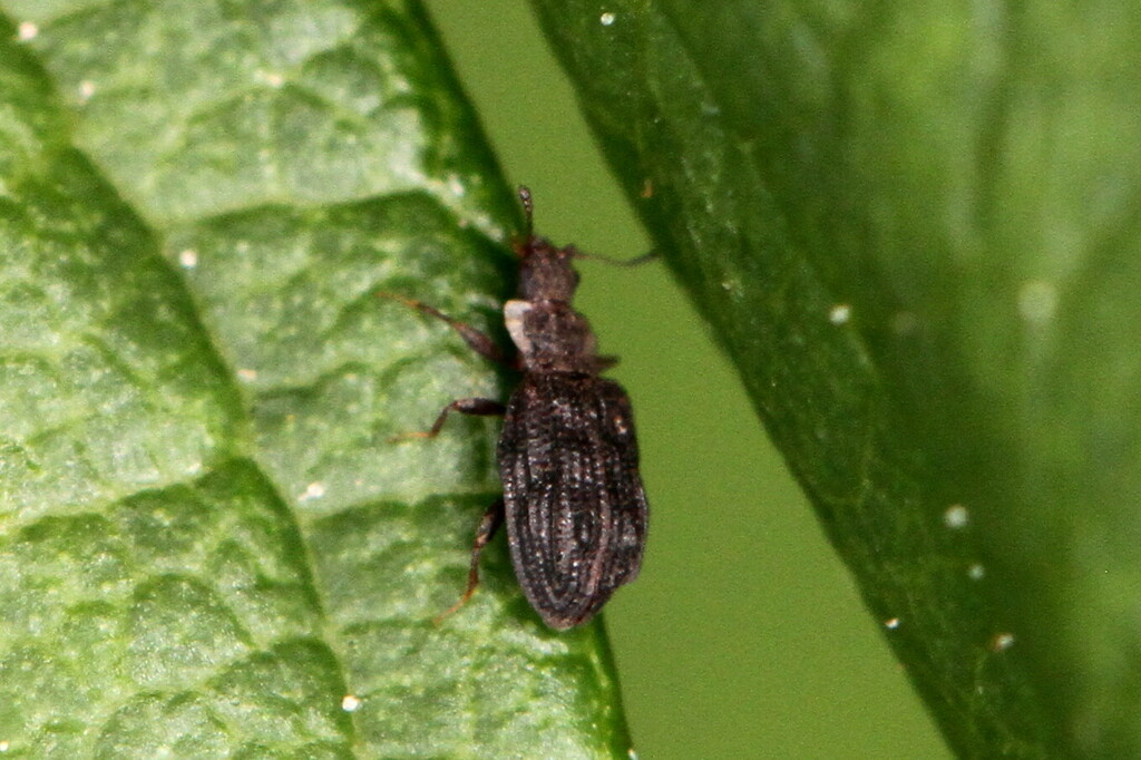 Swollen Fungus Beetle from 54 Badem, Germany on August 28, 2023 at 03: ...