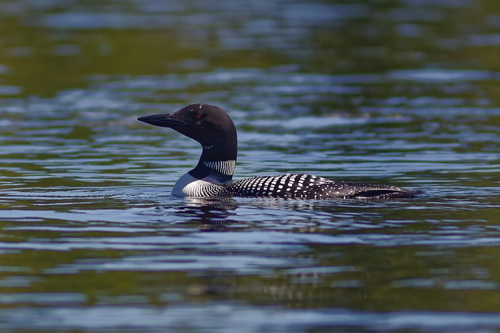 Common Loon from Estrie, QC, Canada on June 24, 2015 at 11:29 AM by ...