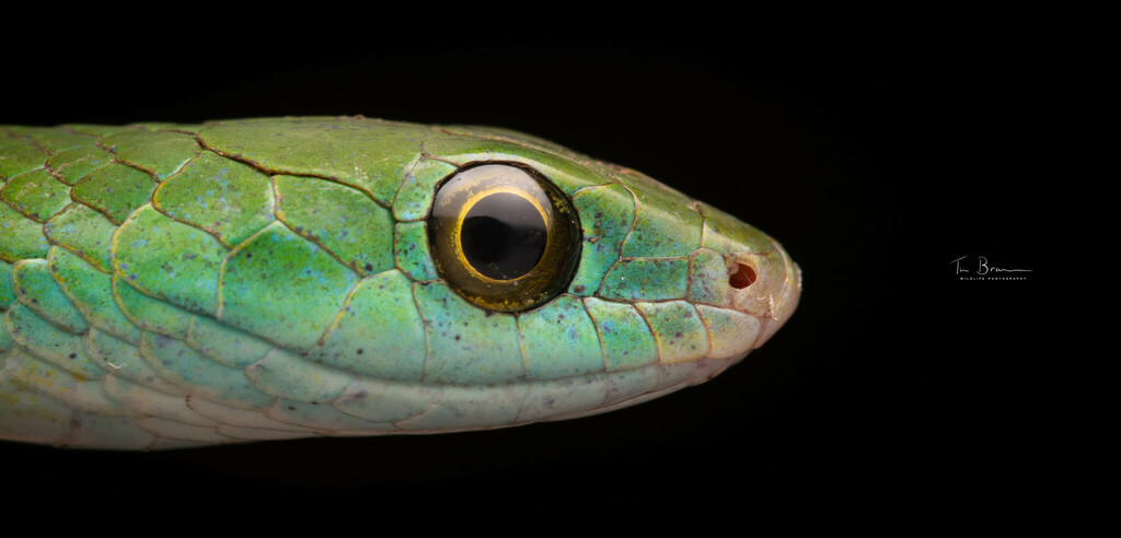 Green Water Snake from Karonga, Malawi on January 26, 2024 at 09:31 PM ...
