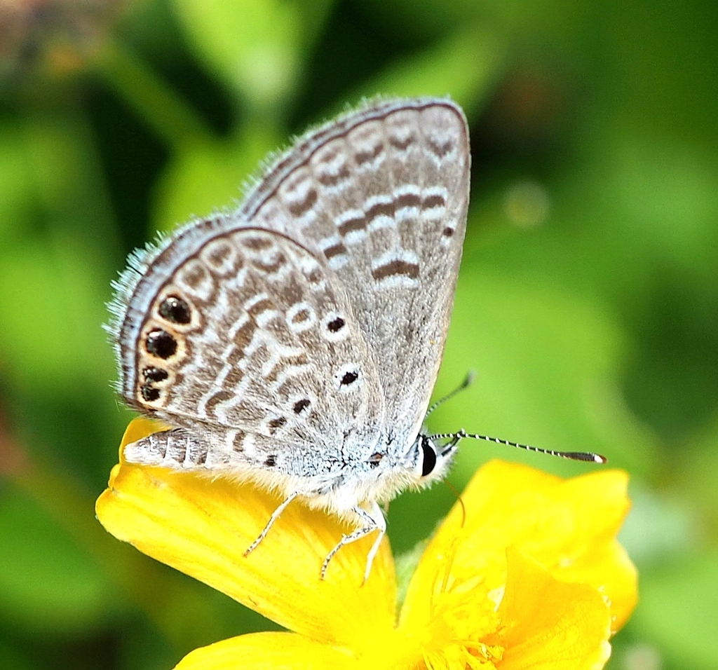Ramon Blue from Bellavista, Ecuador on December 25, 2023 at 01:59 PM by ...