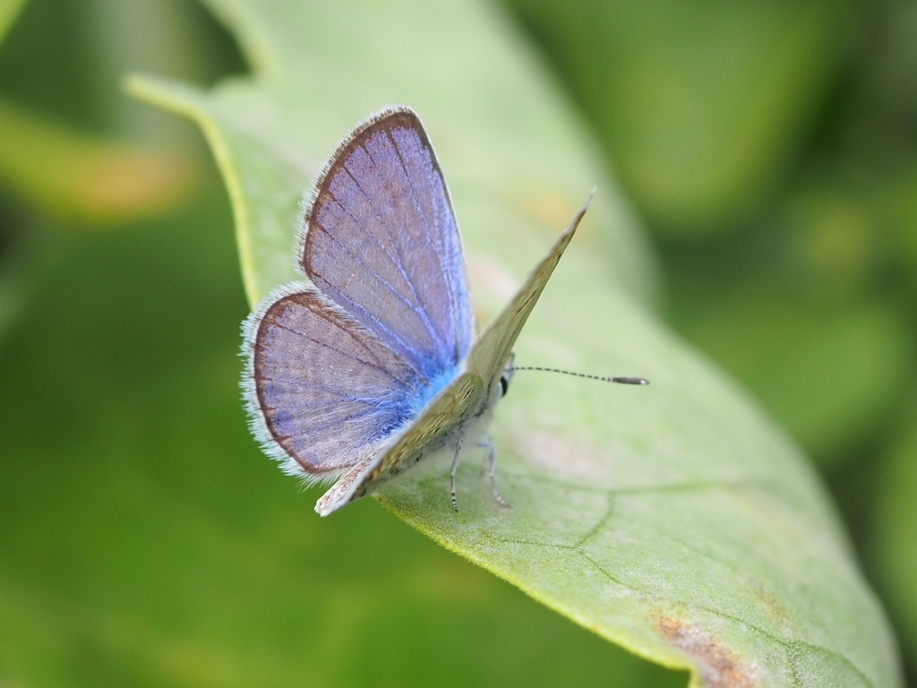 Ramon Blue from 7M5W+4HC, Puerto Ayora, Ecuador on December 25, 2023 at ...
