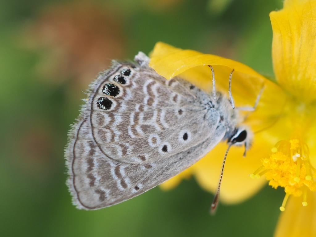 Ramon Blue from 7M5W+4HC, Puerto Ayora, Ecuador on December 25, 2023 at ...