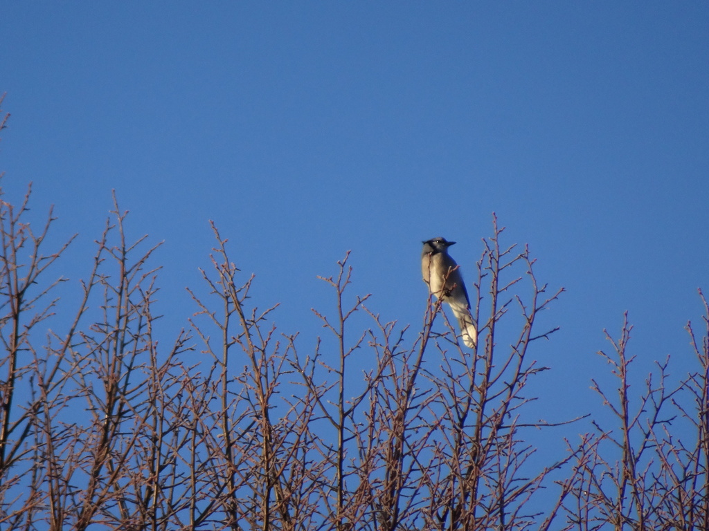 Blue Jay from Hyland Lake Park Reserve, Bloomington, MN, USA on January ...