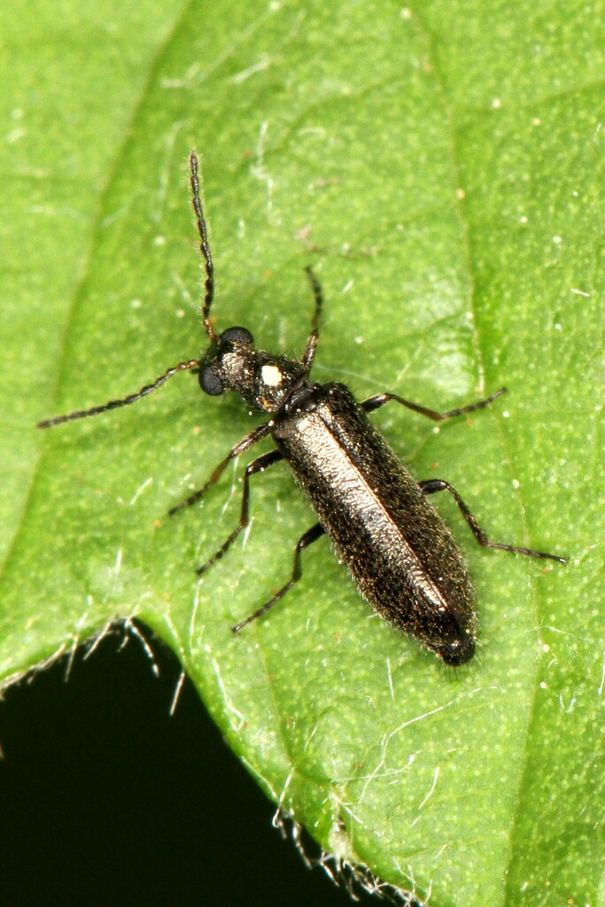 Dasytes plumbeus from 54 Badem, Germany on June 23, 2021 at 12:37 PM by ...