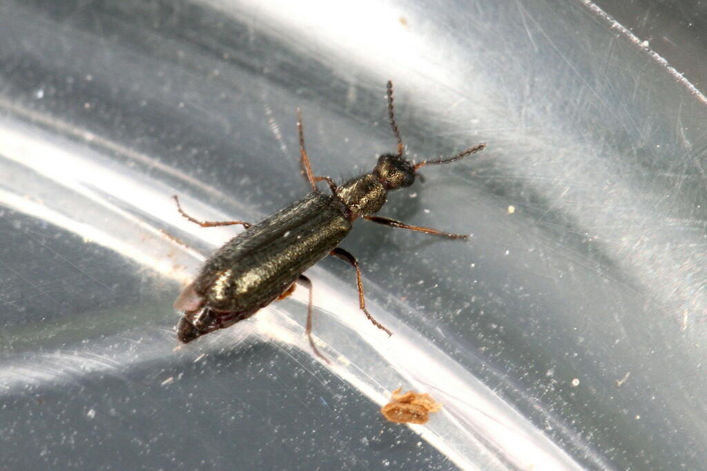 Dasytes plumbeus from 54 Badem, Germany on July 17, 2022 at 03:08 PM by ...