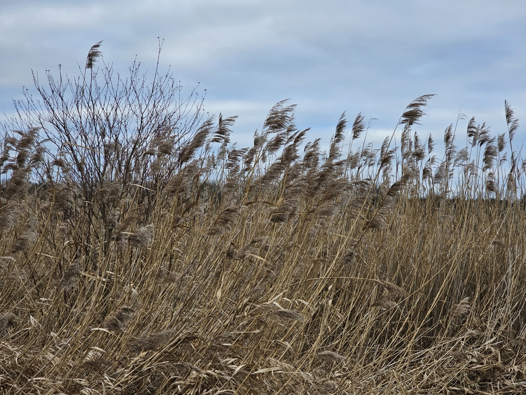 common reed from Buch, 13 Berlin-Bezirk Pankow, Deutschland on January ...