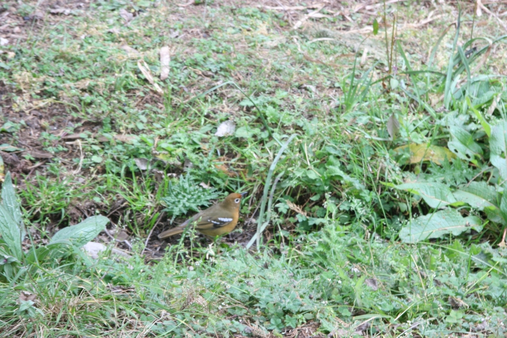 Abyssinian Ground-Thrush from ዲንሾ, Ethiopia on January 30, 2024 at 03: ...