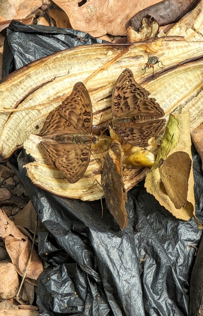 Common Commander from MMP4+Q9X, Kubease, Ghana on 01 February, 2024 at ...