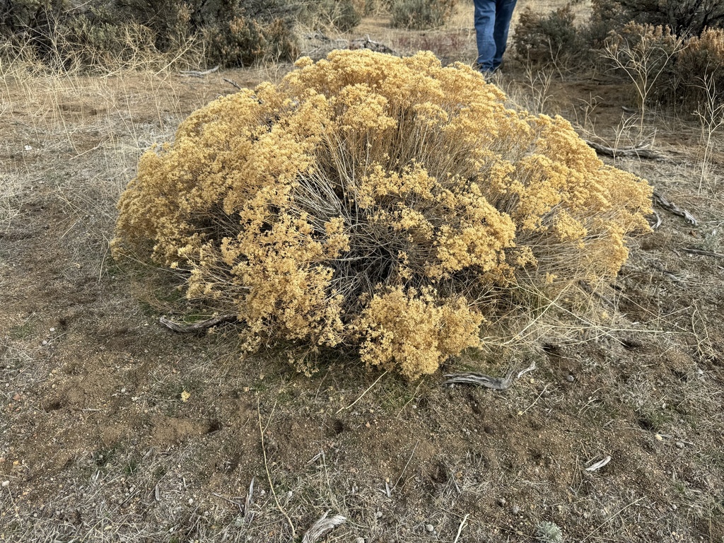 rabbitbrushes from Carson City, NV, US on January 28, 2024 at 10:07 AM ...