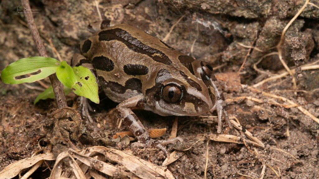 Senegal Running Frog from Nkhata Bay, Malawi on January 27, 2024 at 09: ...