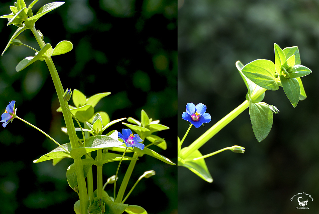 Blue Scarlet Pimpernel from 136, Nemi Nagar Extension, Block A ...
