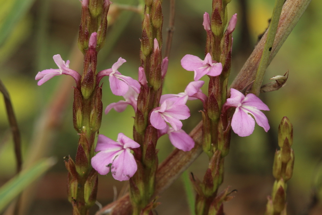 cowpea witchweed from Magalieskruin, Pretoria, 0182, South Africa on ...