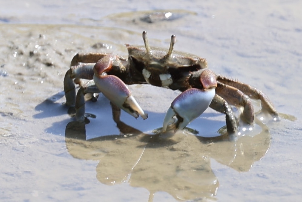 Macrophthalmus pacificus from Ko Ta Libong, Kantang, Trang, TH on ...