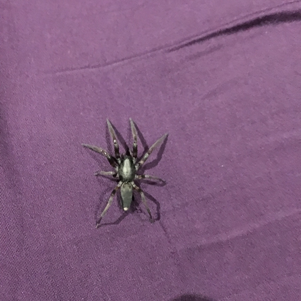 White-tailed Spiders from Frankston - East, AU-VI, AU on February 19 ...