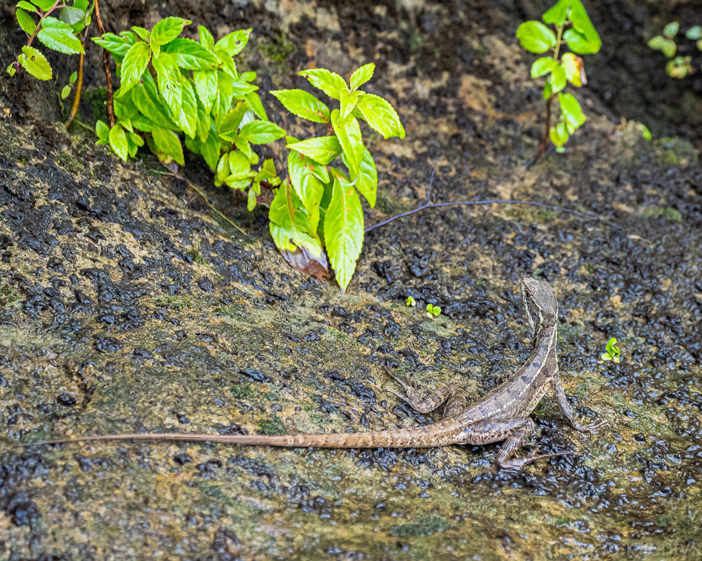 Common Basilisk from Gatúnsee, Colón, PA on January 3, 2024 at 10:10 AM ...