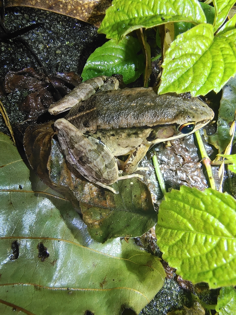 Olive Frog from Yichun, CN-JX, CN on June 28, 2023 at 09:33 PM by ...