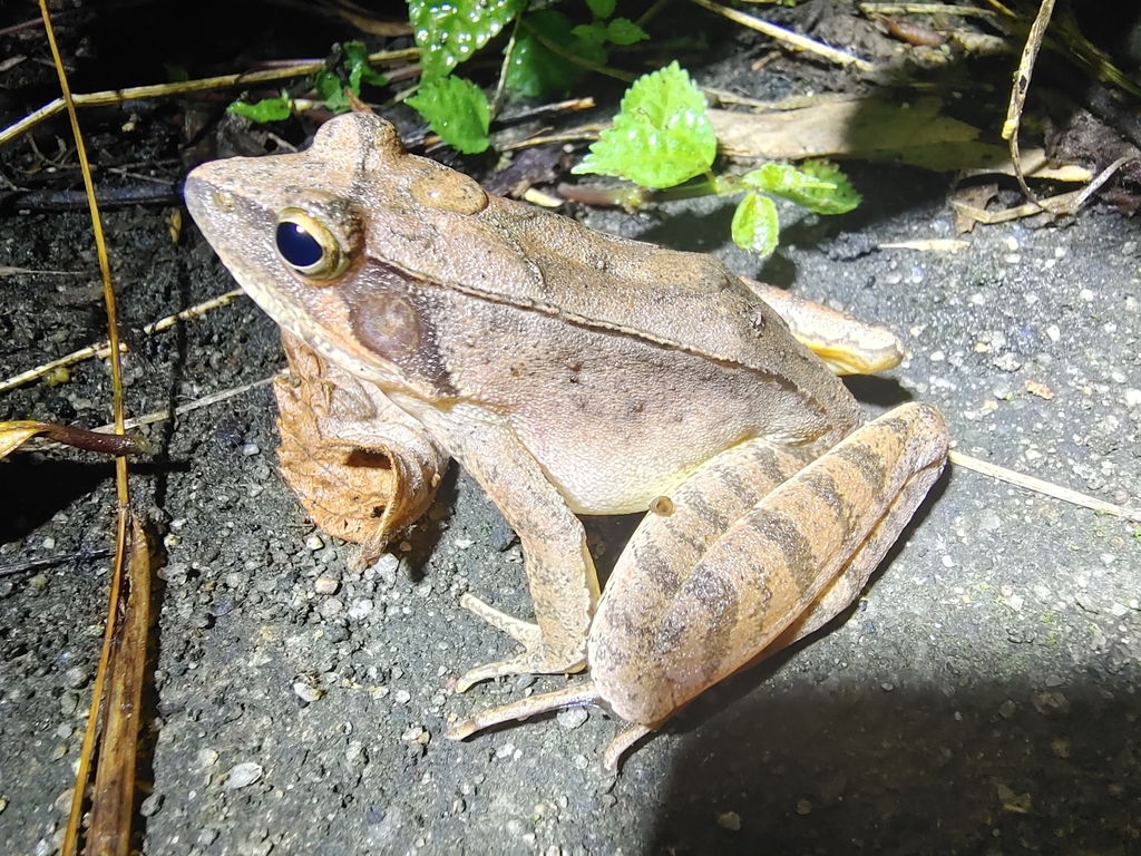 Taipa Frog in June 2023 by jiuheng92 · iNaturalist