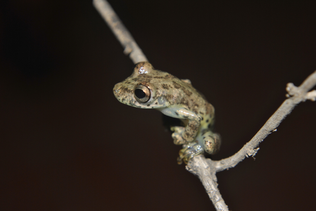 Map Tree Frog from Cobija, Bolivia on July 12, 2010 at 06:02 PM by ...