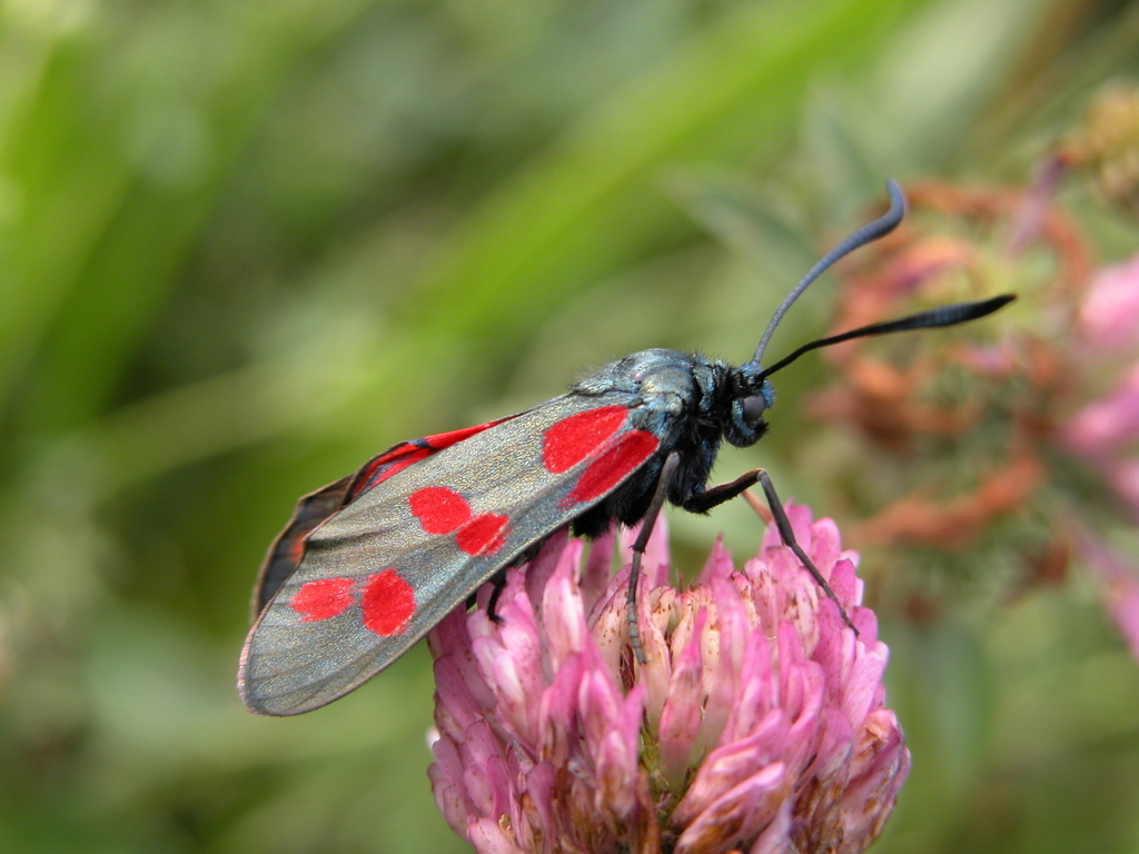 Six-spot Burnet from 39615 Aulosen, Deutschland on July 9, 2005 at 05: ...