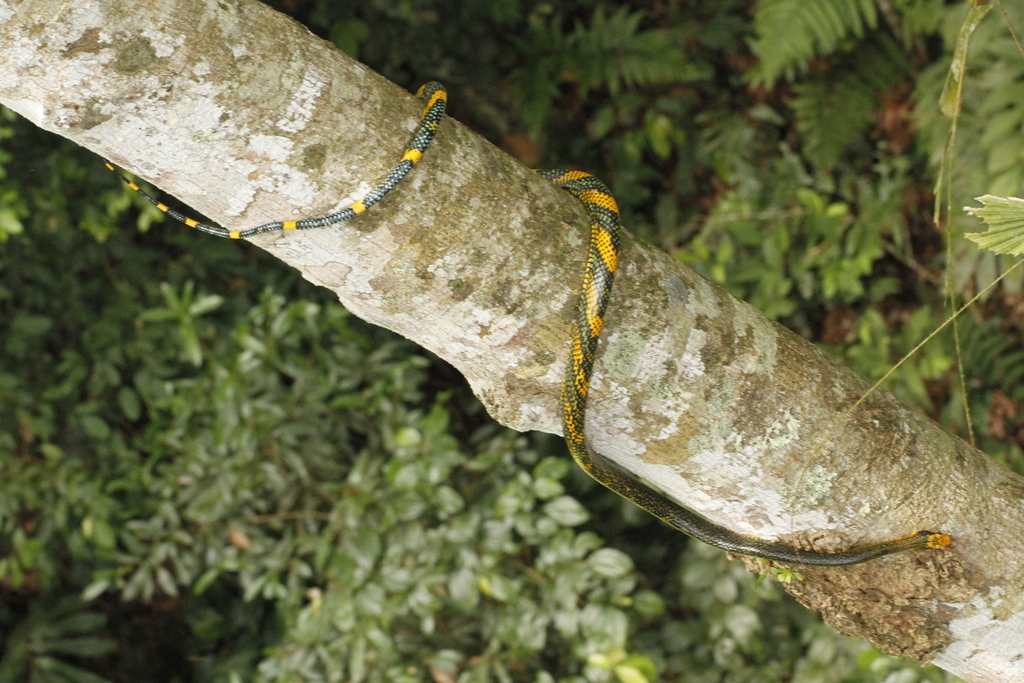 Rainbow Tree Snake from Ranau, Sabah, Malaysia on November 21, 2018 at ...