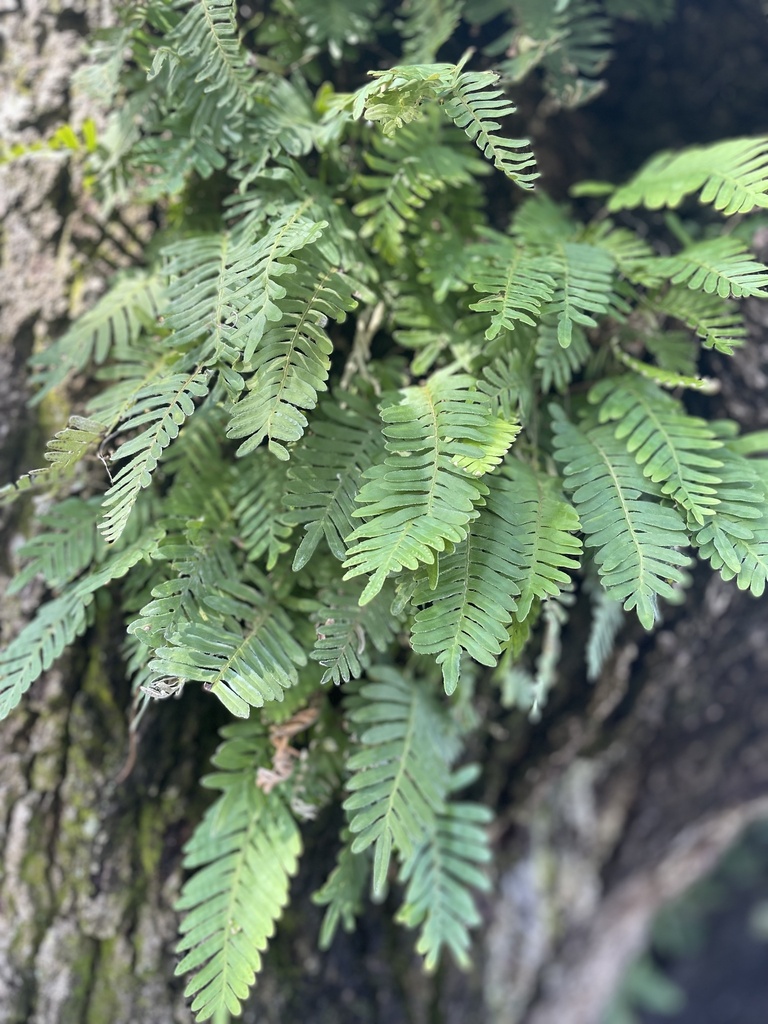 resurrection fern from University of South Florida, Tampa, FL, US on ...