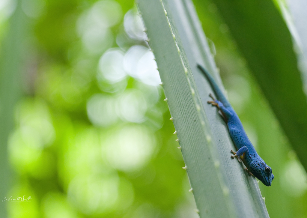 Williams' Dwarf Gecko in January 2024 by julian_descoubes · iNaturalist