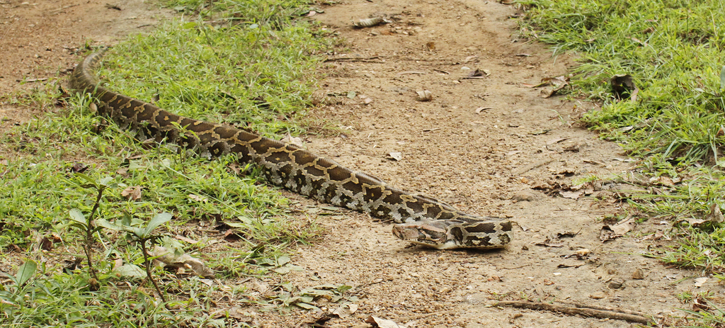 Indian Python in November 2017 by guybroome · iNaturalist