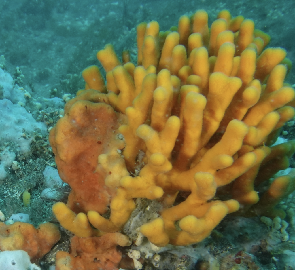 Raspailia topsenti in January 2024 by Karen Pratt. DSC00699 zoomed in ...