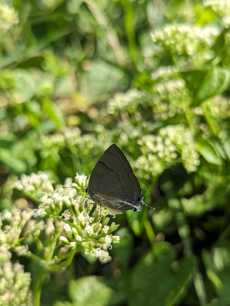 Bitias Hairstreak from La laguna del palmar, 70949 Oax., México on ...