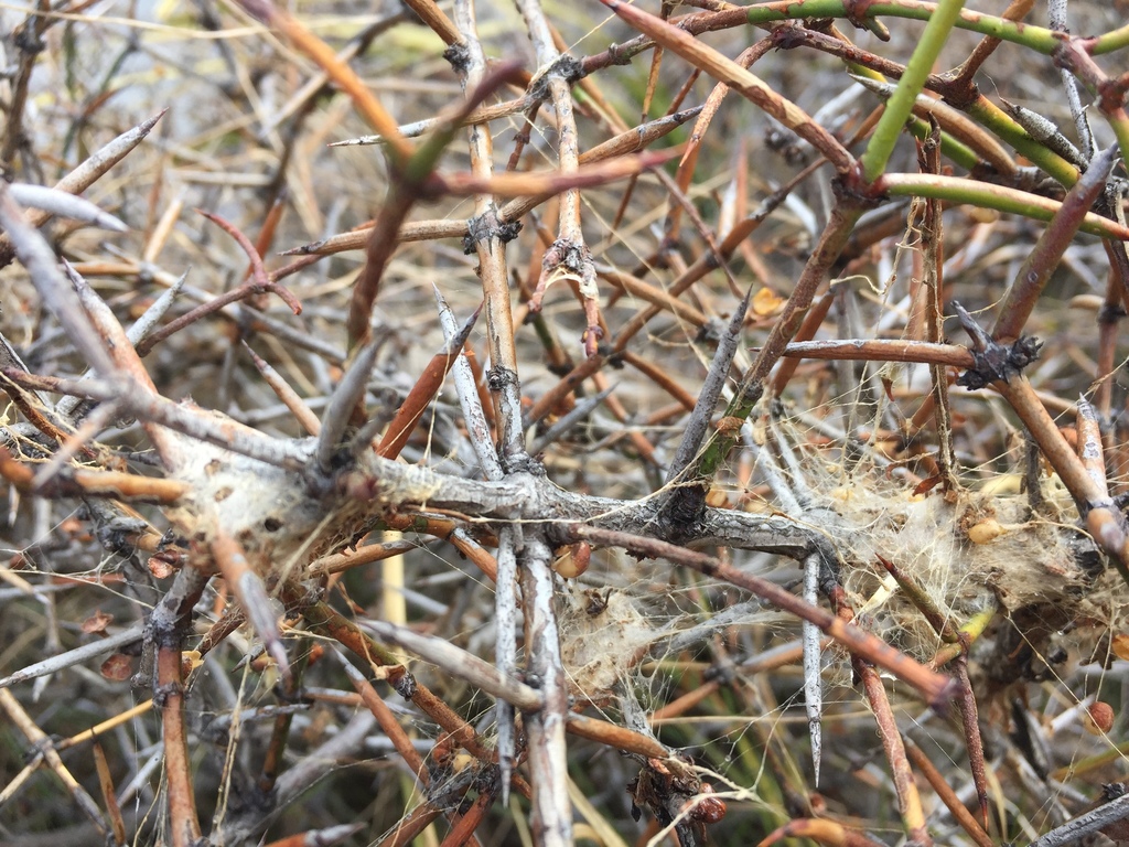 Acroclita discariana from Hurunui, NZ-CA, NZ on April 6, 2019 at 02:46 ...
