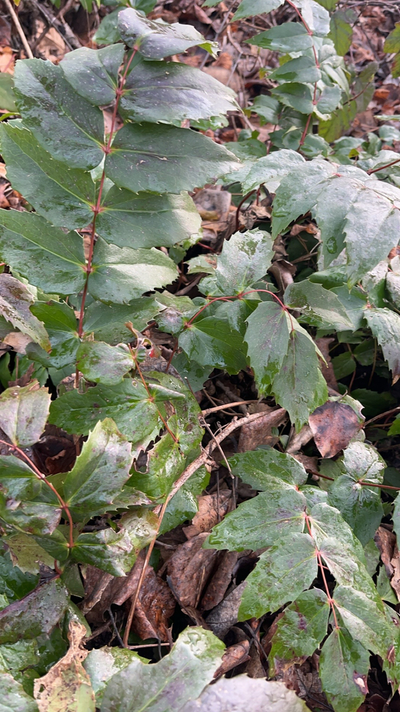 Cascade Oregon-grape from Portland on February 1, 2024 at 08:53 AM by ...