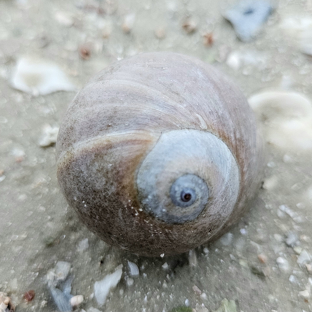 False Shark Eye from Monroe County, FL, USA on January 28, 2024 at 07: ...