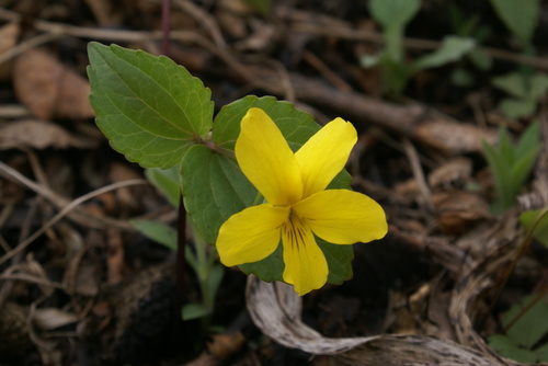 Viola orientalis · iNaturalist