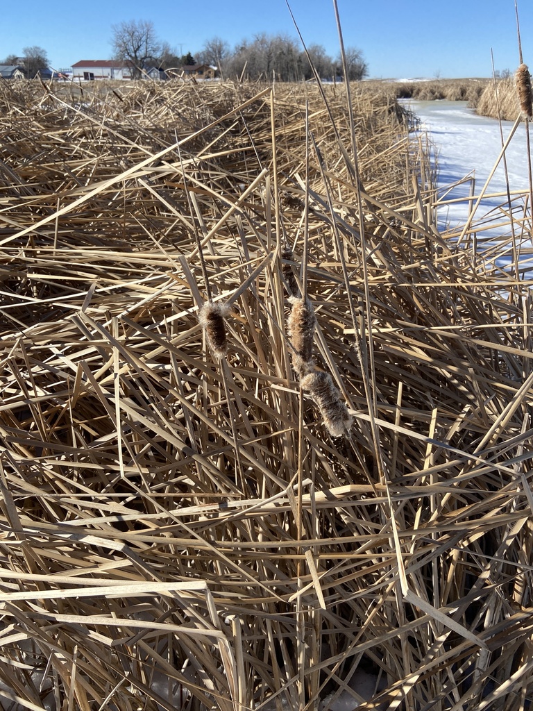 hybrid cattail from 106th St, Long Lake, SD, US on February 1, 2024 at ...