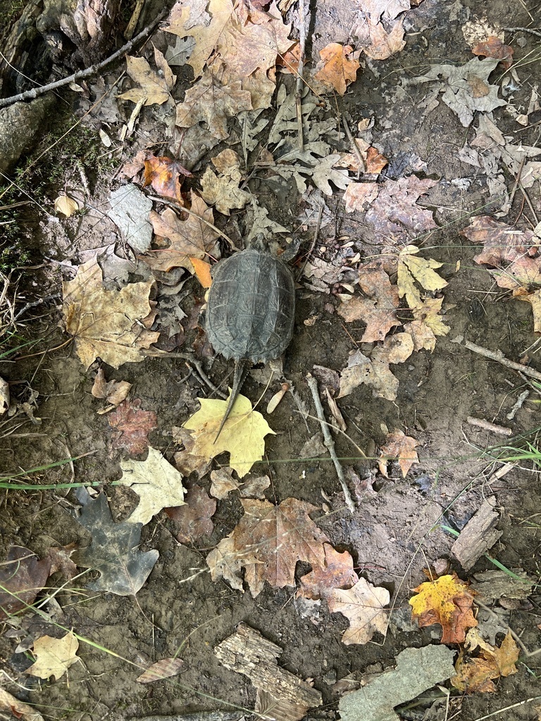 Common Snapping Turtle from Eaton County, MI, USA on October 6, 2023 at ...