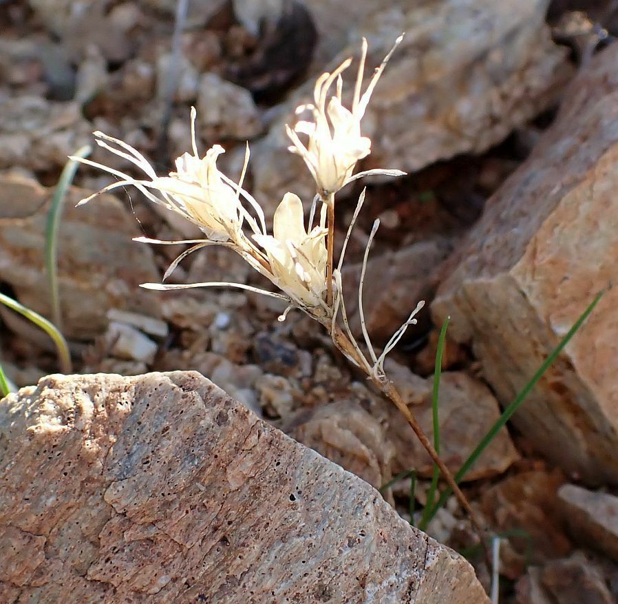 Linanthus dichotomus pattersonii from San Diego County, CA, USA on ...