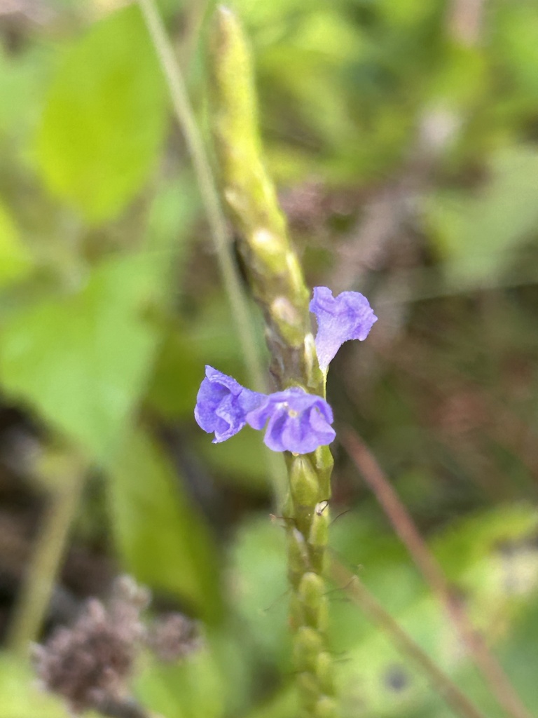 Blue Porterweed from Everglades National Park, Homestead, FL, US on ...