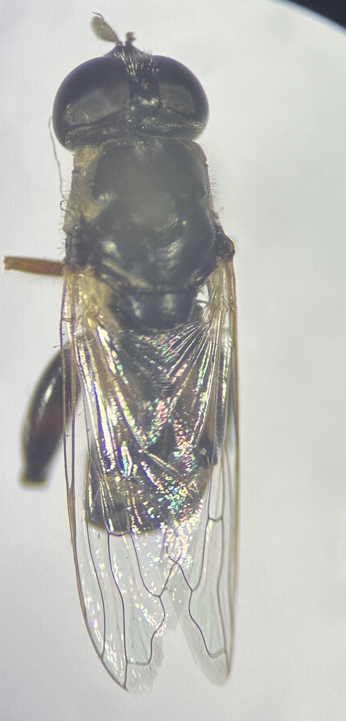 Peg-legged Compost Fly from The I-20 Wildlife Preserve & Jenna Welch ...