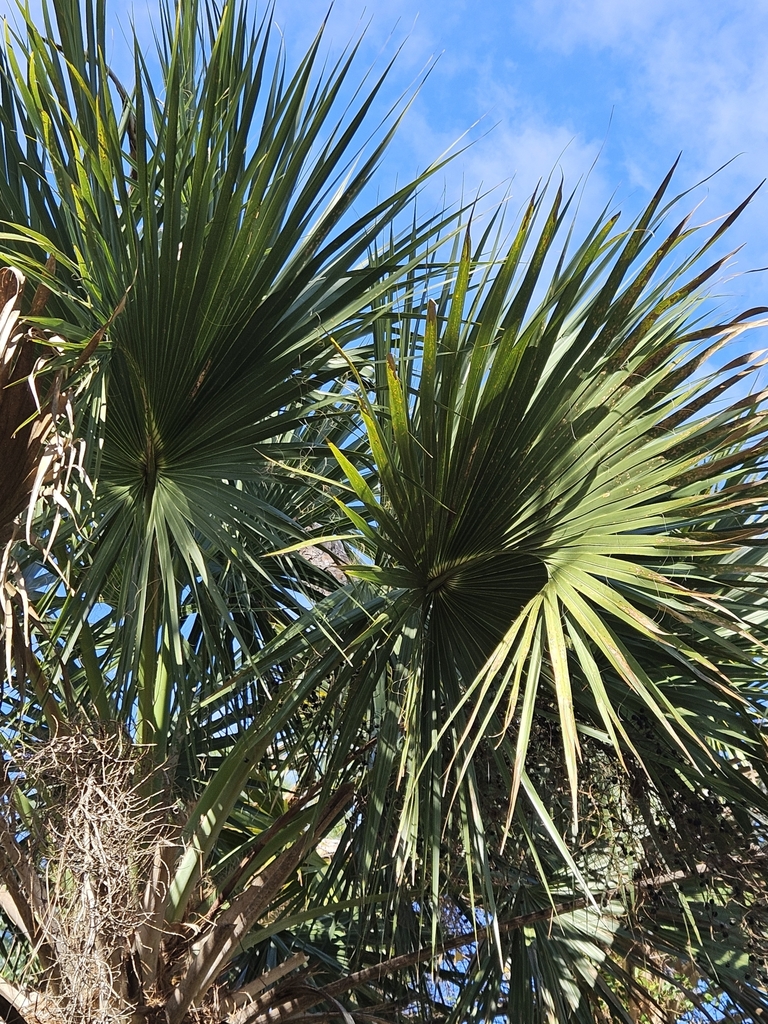 cabbage palmetto from Naples, FL 34120, USA on January 29, 2024 at 10: ...
