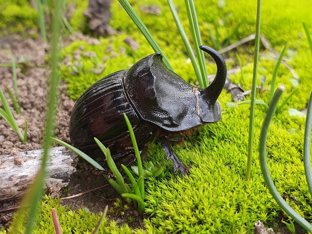 Spanish Dung Beetle in February 2024 by Mehdi Chetibi · iNaturalist