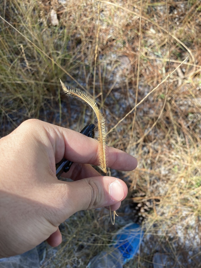 Toothache grass from Waldo Rd, Gainesville, FL, US on February 1, 2024 ...