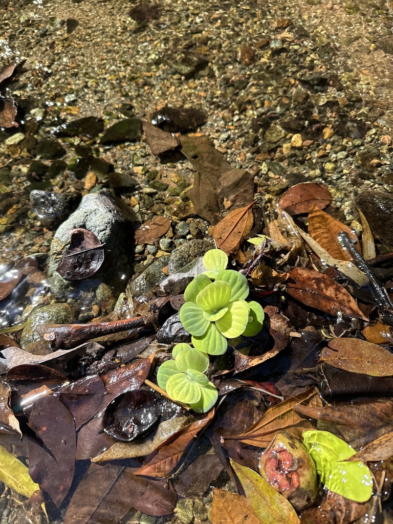 water lettuce from Puerto Rico, Mayagüez, Puerto Rico, US on February 1 ...