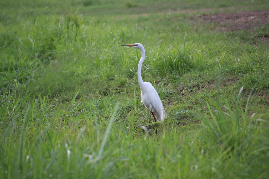 Great Egret from Anderson Gardens, 23 Gulliver St, Pimlico QLD 4812, Australia on December 12 ...