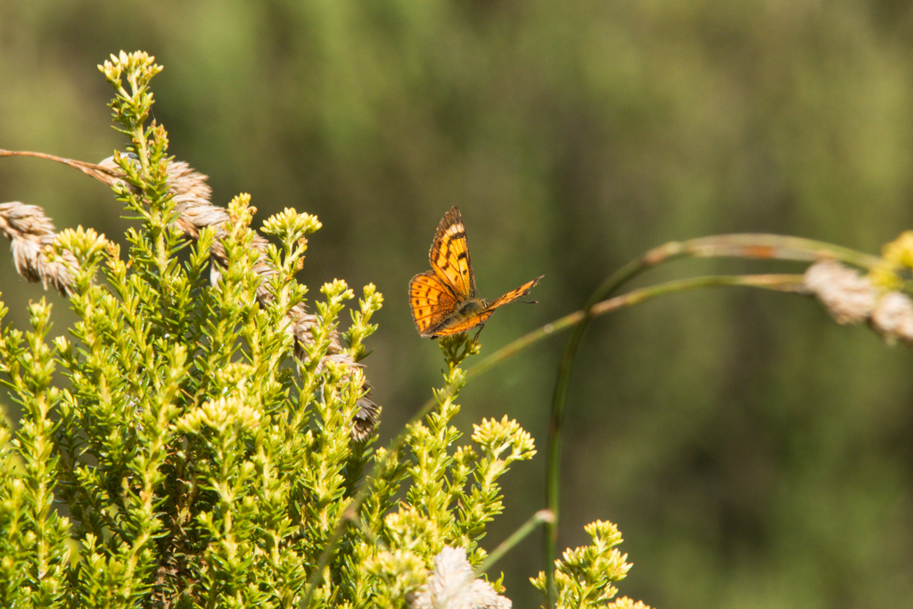 Rauparaha's Copper from Half Moon Bay 7371, Neuseeland on 16 January ...