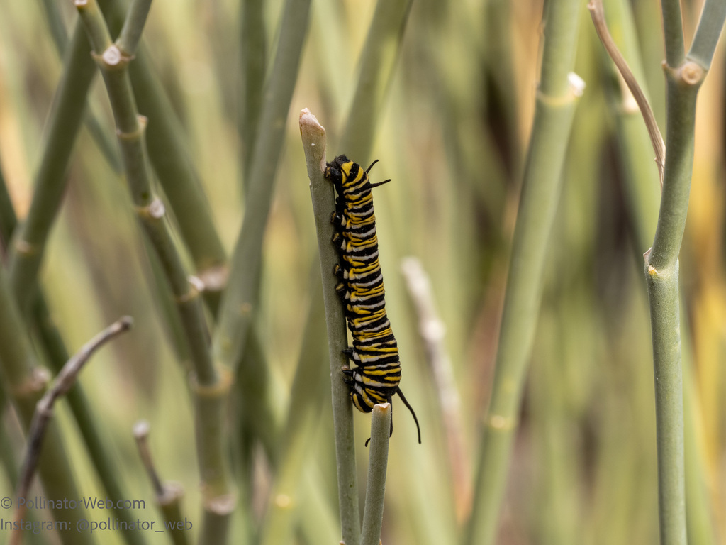 Monarch from 24213 N 23rd Way, Phoenix, AZ 85024, USA on January 20 ...