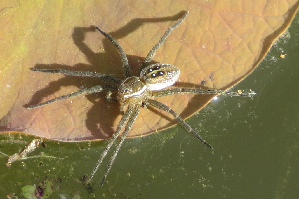 Six-spotted Fishing Spider from Lewisville, TX, USA on April 15, 2019 ...