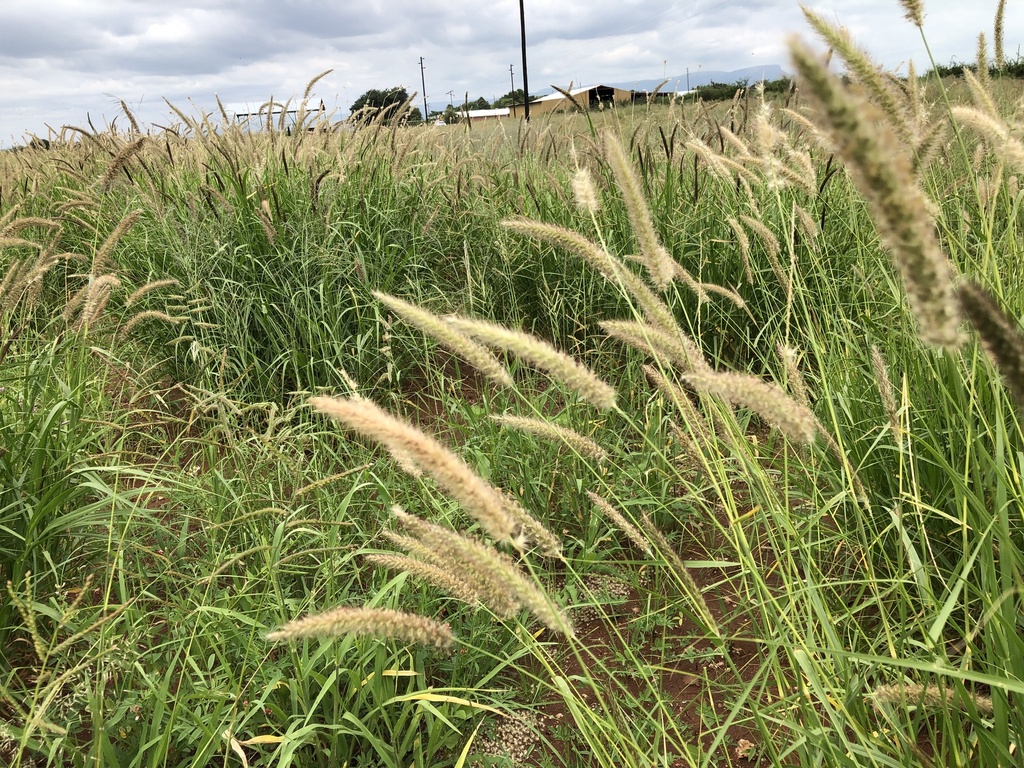 buffelgrass from Blouberg, Bochum/My Darling, LP, ZA on January 25 ...